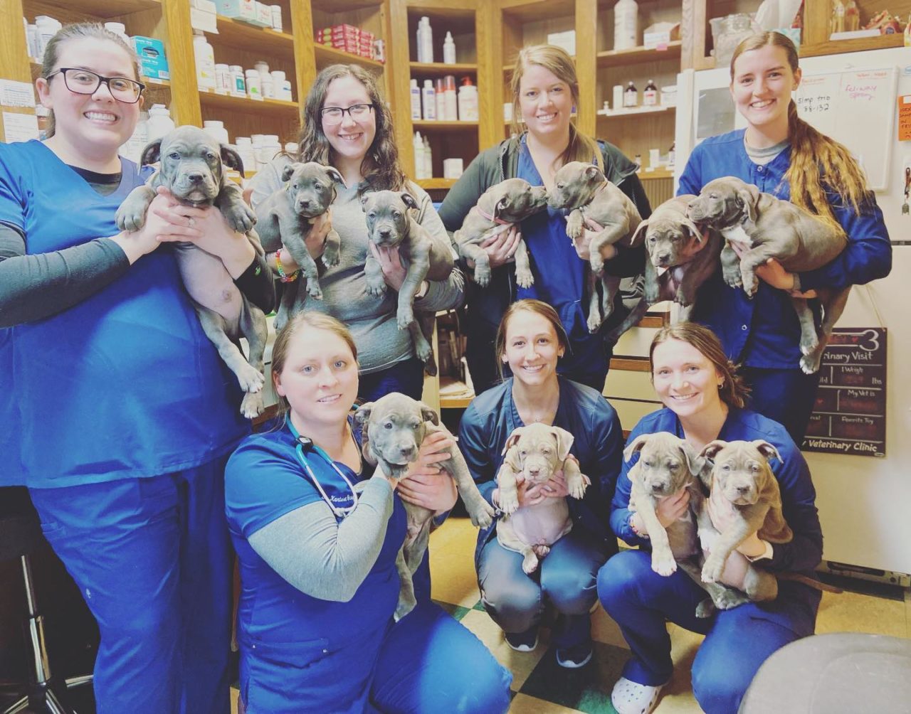 Best Vet Hospital In Adrian, MI | Kelly Veterinary Clinic