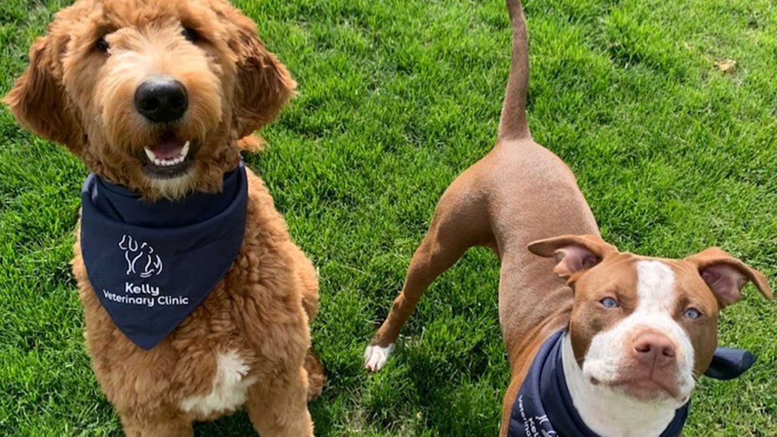 Payment Options For Veterinary Care | Kelly Veterinary Clinic